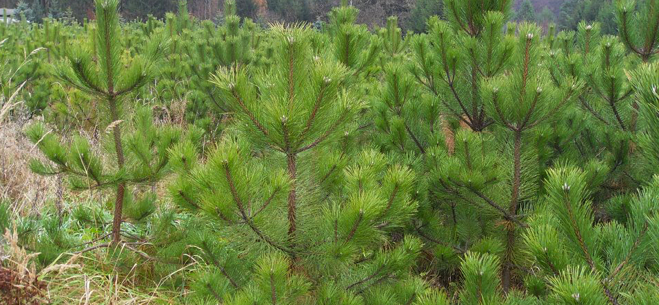 Borovice :: Lesní školka Čejkovka